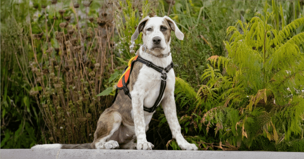 Static vs Dynamic Rope | Key Differences, Uses, and How to Choose